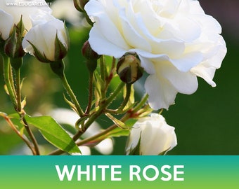 10 Pcs White Rose Flower Seeds Rare Amazingly Beautiful Seeds - Etsy