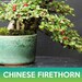 Chinese Firethorn Tree Seeds, Pyracantha Fortuneana - Etsy
