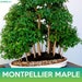 Montpellier Maple Tree Seeds, Acer Monspessulanum - Etsy