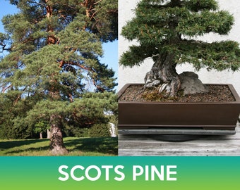 Pinus Sylvestris 'nana' Dwarf Scots Pine Live Plant 6 Tall 1 Year Graft ...
