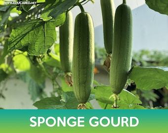 IPS048 - Sponge Gourd Seeds - Etsy