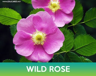 Seeds for Planting, Rosa Blanda Seeds, Early Wild Rose, Smooth Rose ...