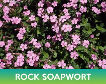 Rock Soapwort Rose-pink Flower Seeds saponaria Ocymoides 200seeds - Etsy