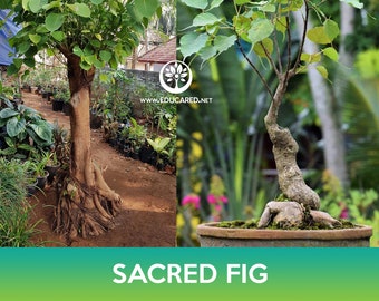 Sacred Fig Tree Seeds Ficus Religiosa Bodhi Buddha Tree Seeds COLLECTOR ...