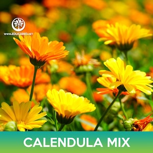 Calendula Mix Seeds - Etsy