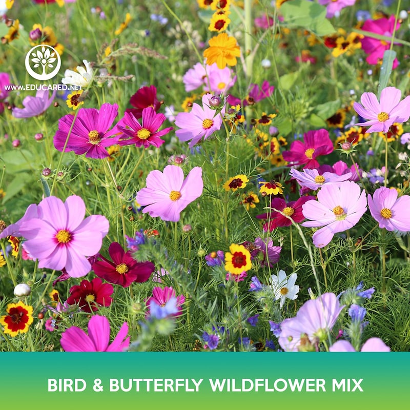 Butterfly Seeds - Etsy