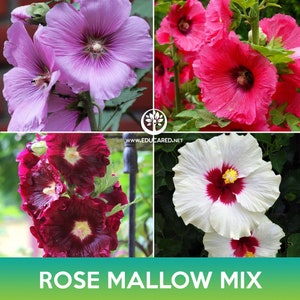 Rose Mallow Mix Seeds, Hibiscus Mix - Etsy