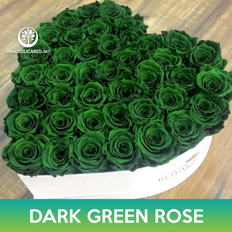 Green Silk Roses - Etsy