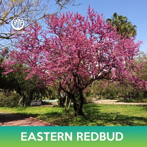 Eastern Redbud Tree Seeds - Etsy