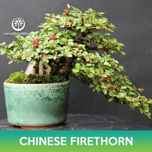 Chinese Firethorn Tree Seeds, Pyracantha Fortuneana - Etsy