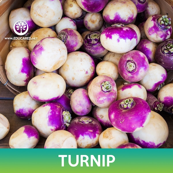 Turnip Seeds - Etsy