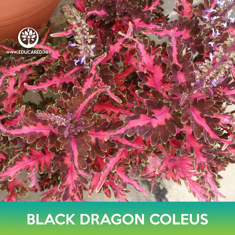 Dragon Coleus - Etsy