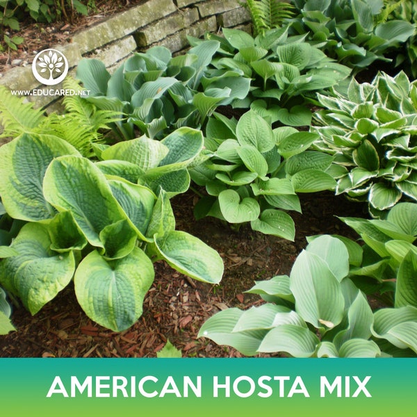 Hosta - Etsy