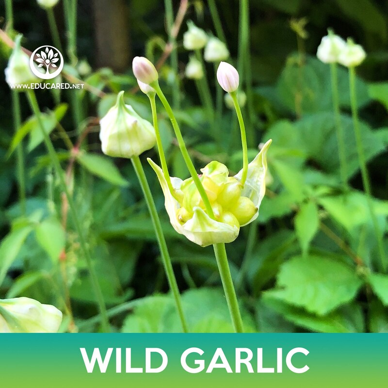 Wild Garlic - Etsy