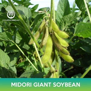 Midori Giant Soybean Seeds - Etsy