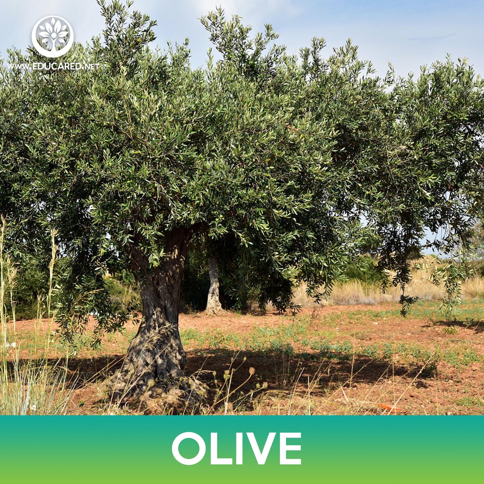 Olive Tree Seeds - Etsy