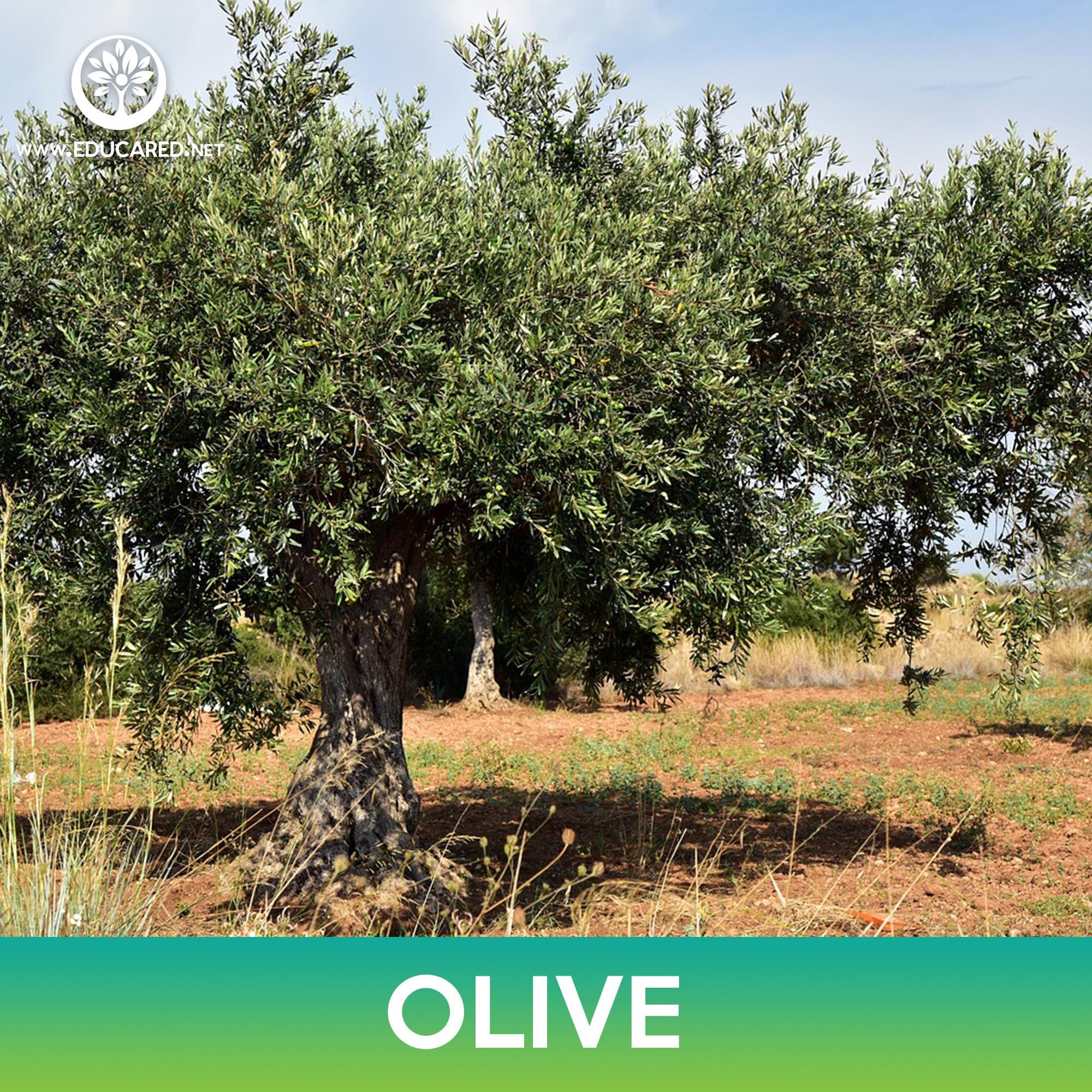 Olive Tree Seeds - Etsy