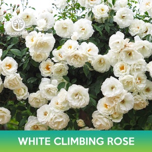 White Climbing Rose Seeds - Etsy