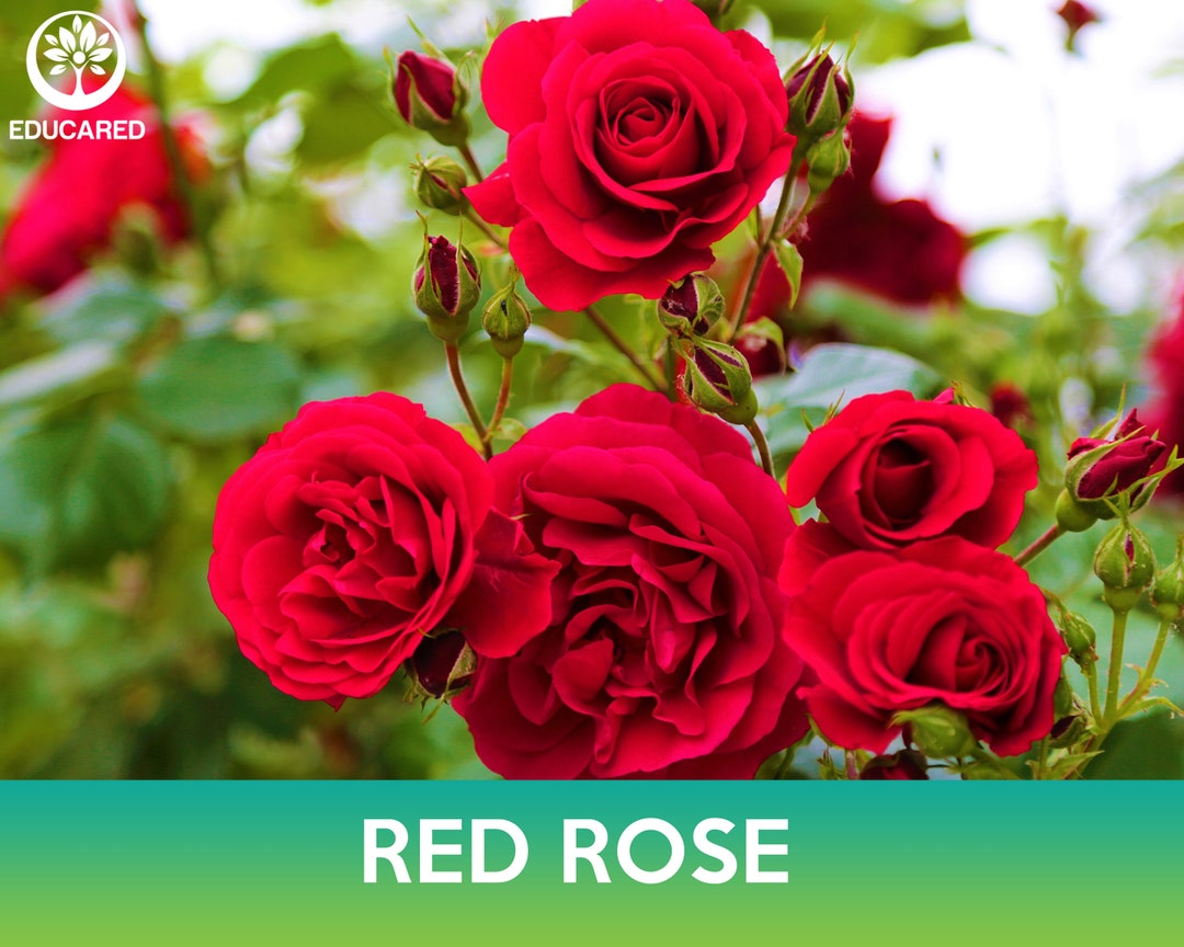 Red Rose Seeds - Etsy