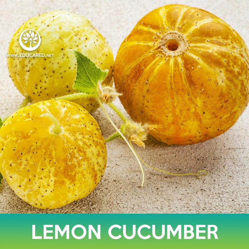 Lemon Cucumber Seed - Etsy