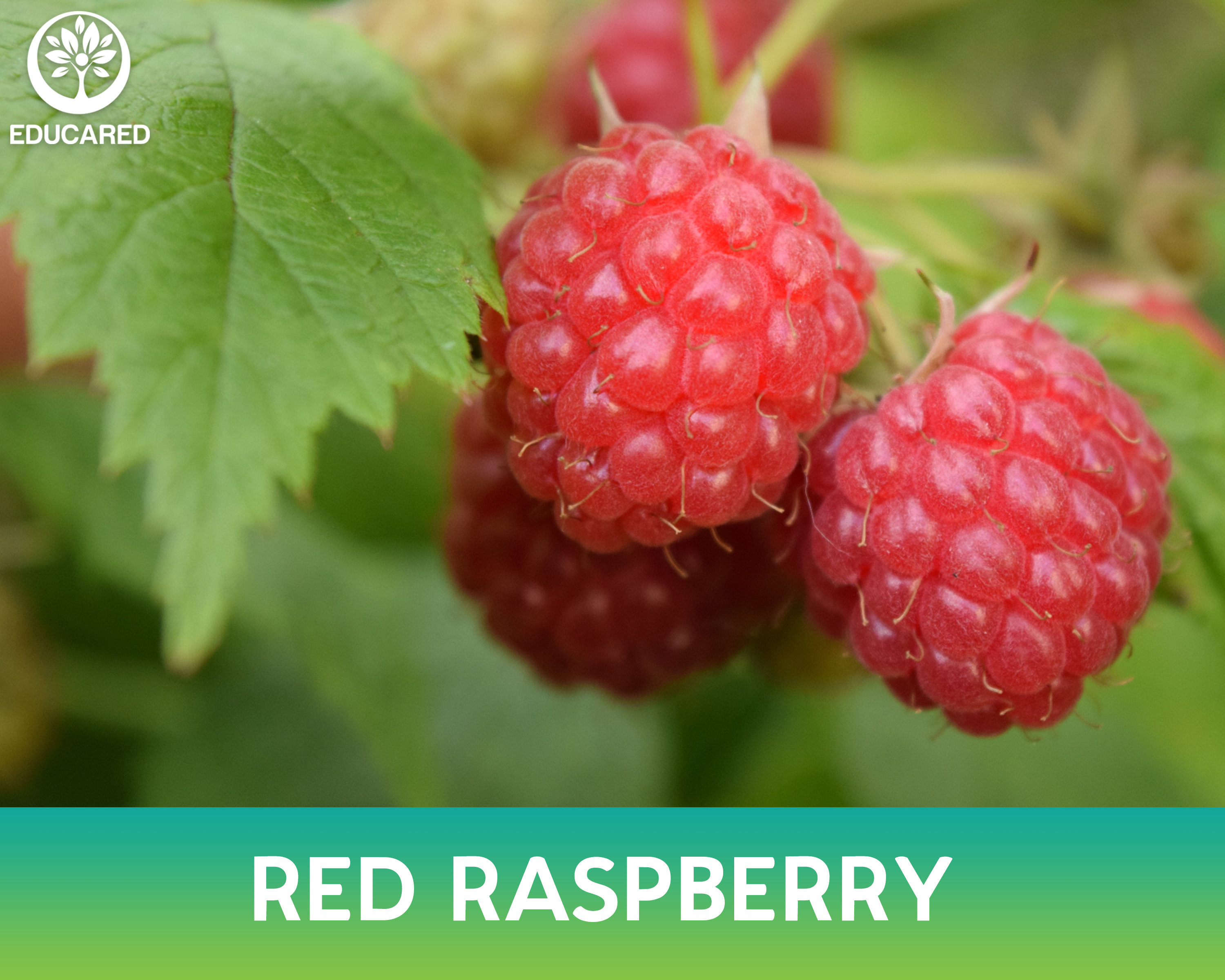 Semilla de frambuesa roja - Etsy México