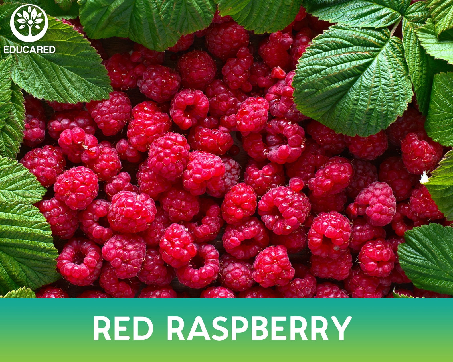 Semilla de frambuesa roja - Etsy México