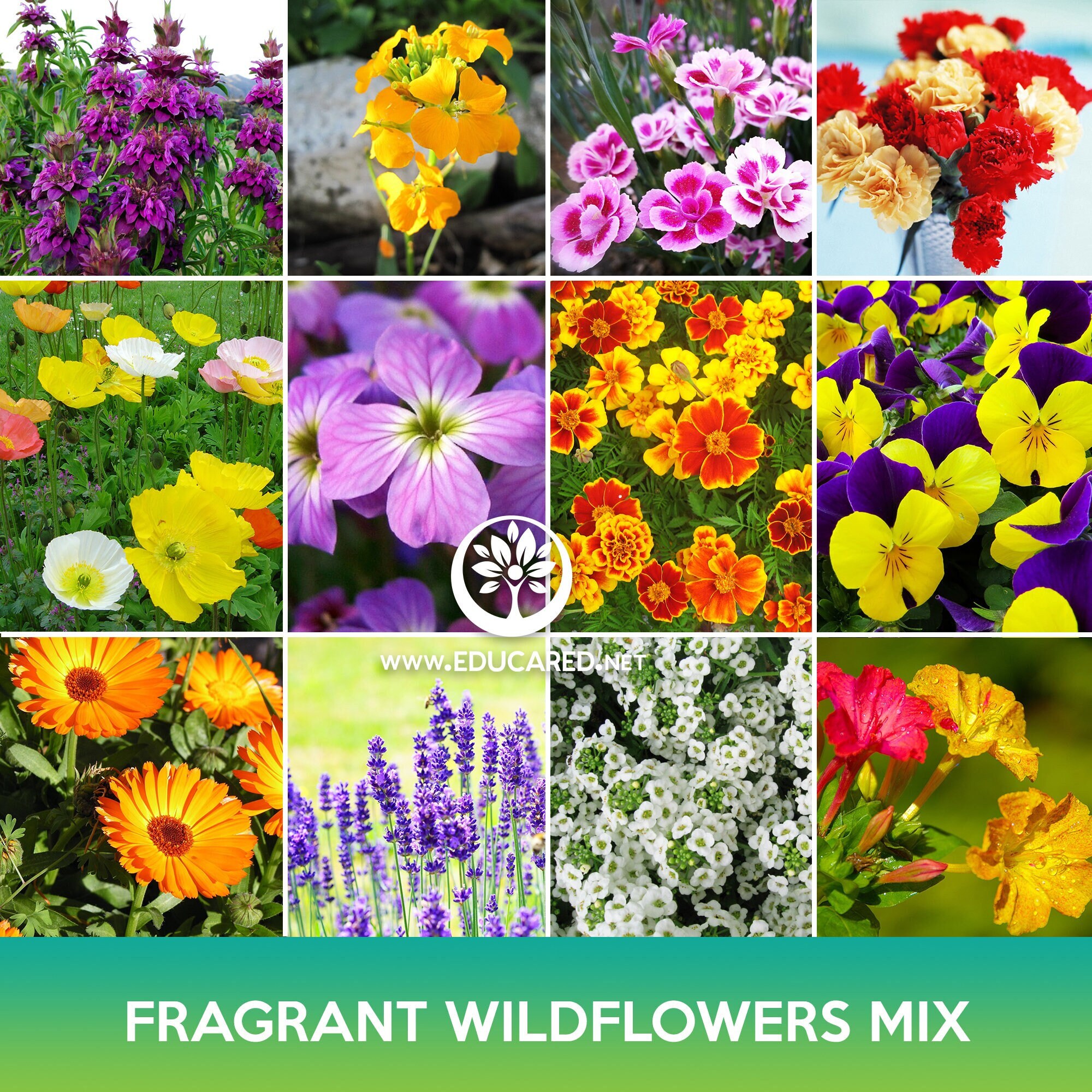 Fragrant Flowers Mix Seeds - Etsy