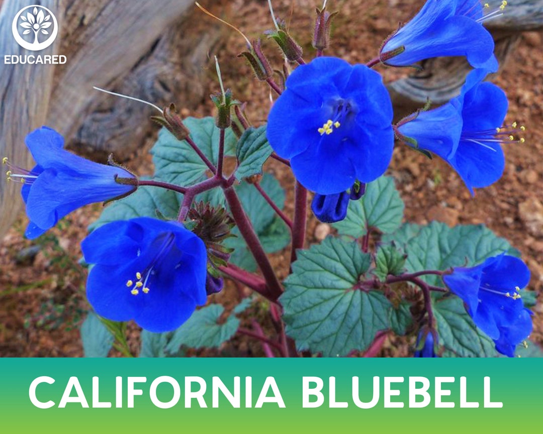 California Bluebell Seed Desert Bluebells - Etsy Ireland