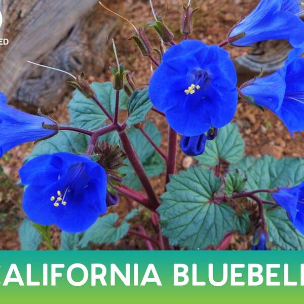 Desert Bluebells - Etsy