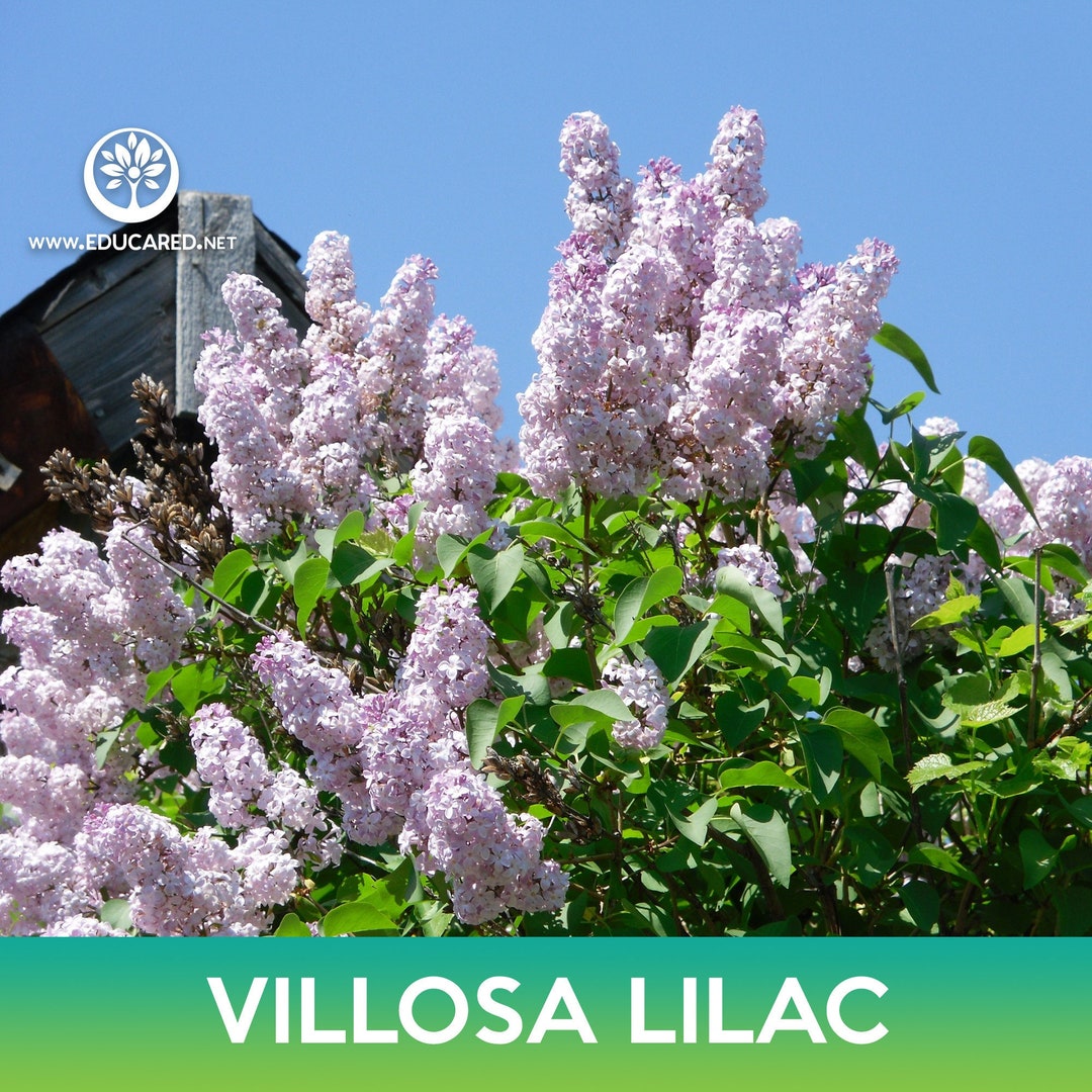 Villosa Lilac Tree Seeds, Late Lilac, Syringa Villosa - Etsy