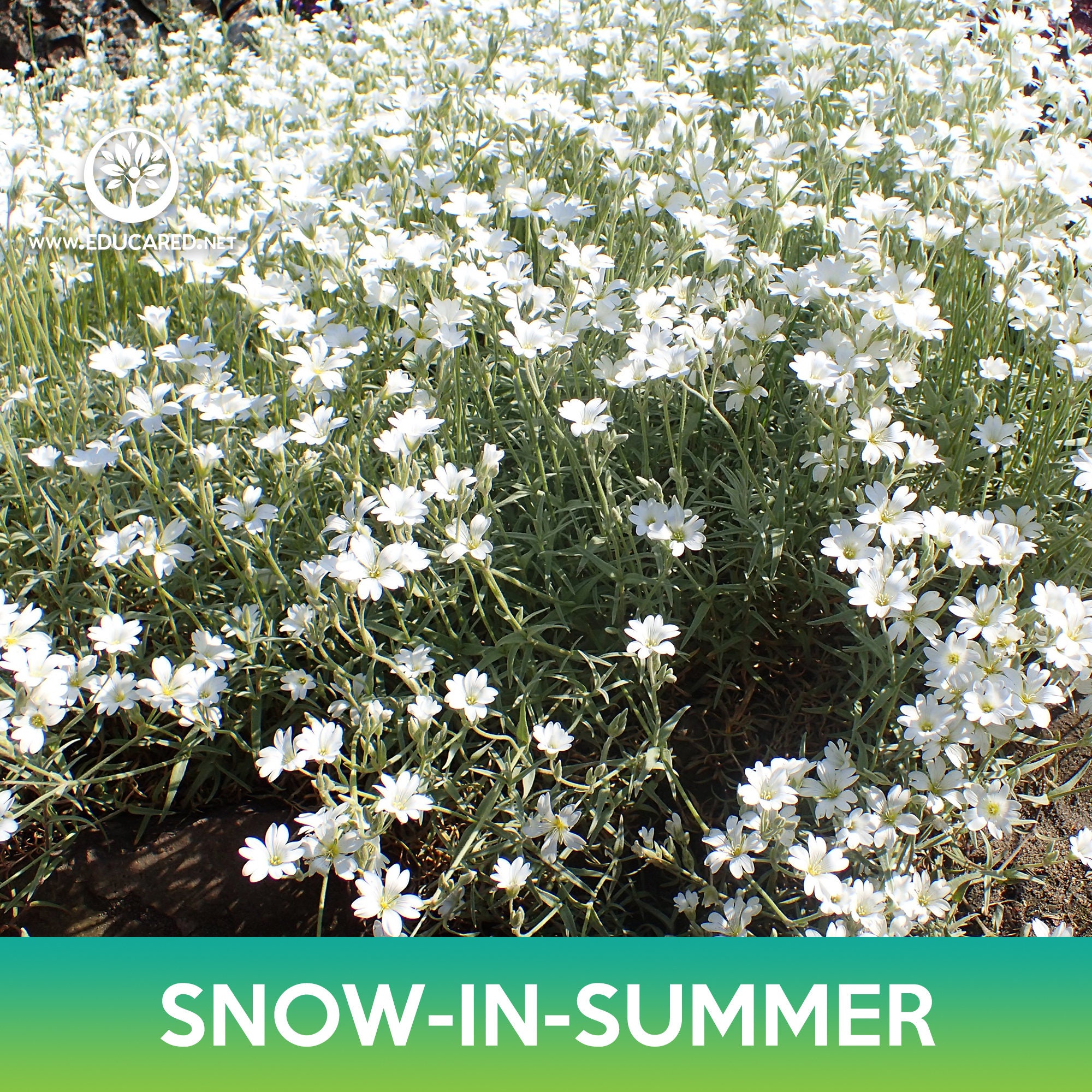 Snow-in-summer Flower Seeds - Etsy