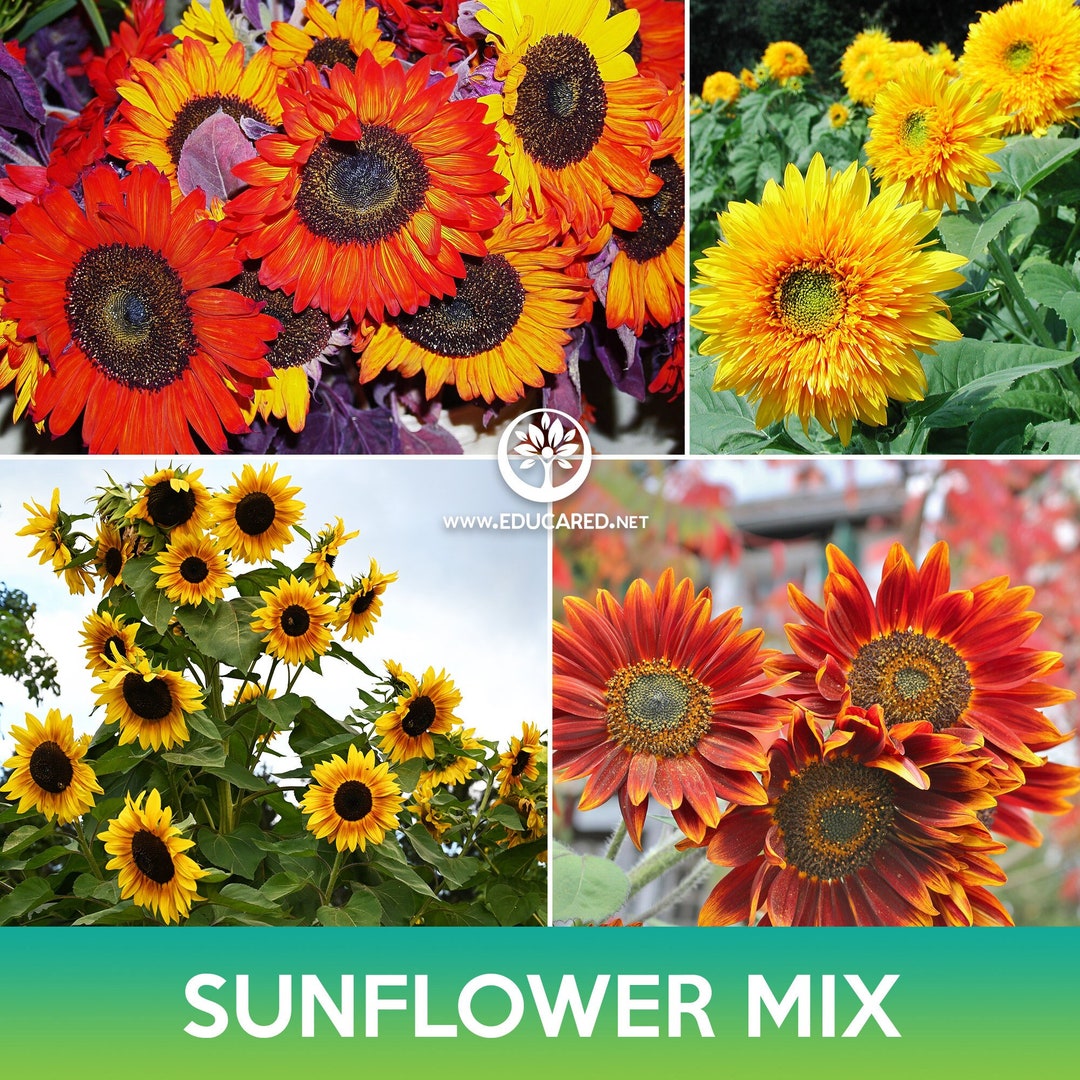 Sunflower Mix Seeds - Etsy