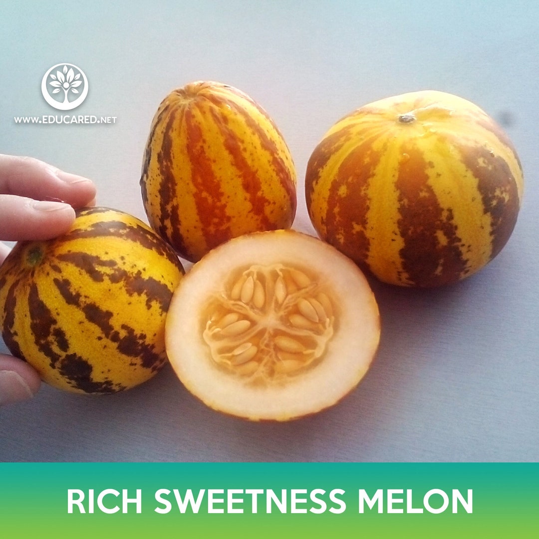 Rich Sweetness Melon Seeds - Etsy