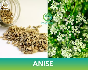 ANISE 600 Seeds Aniseed Pimpinella Anisum HERB - Etsy