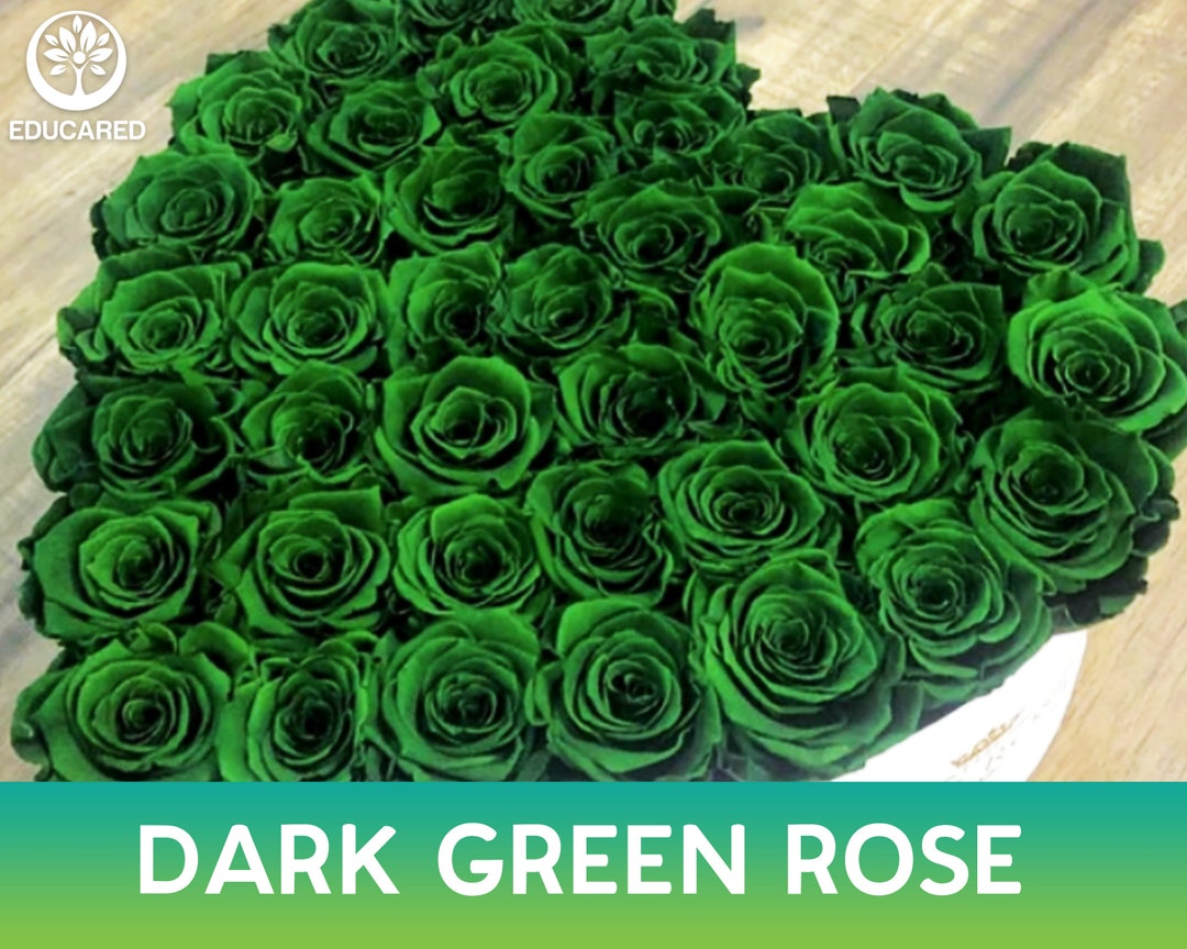 Dark Green Rose Seeds - Etsy