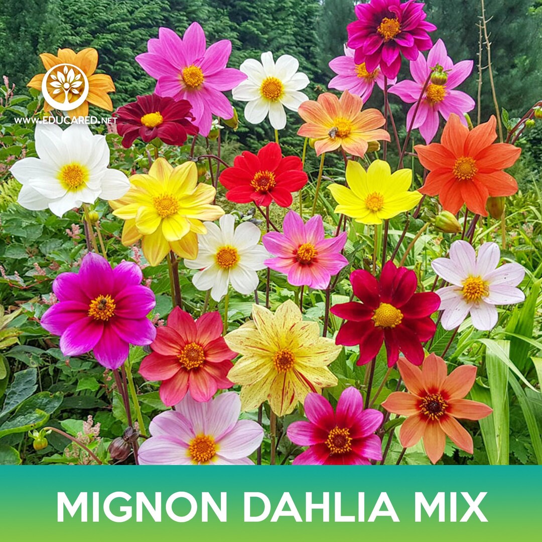 Mignon Dahlia Flower Mix Seeds - Etsy