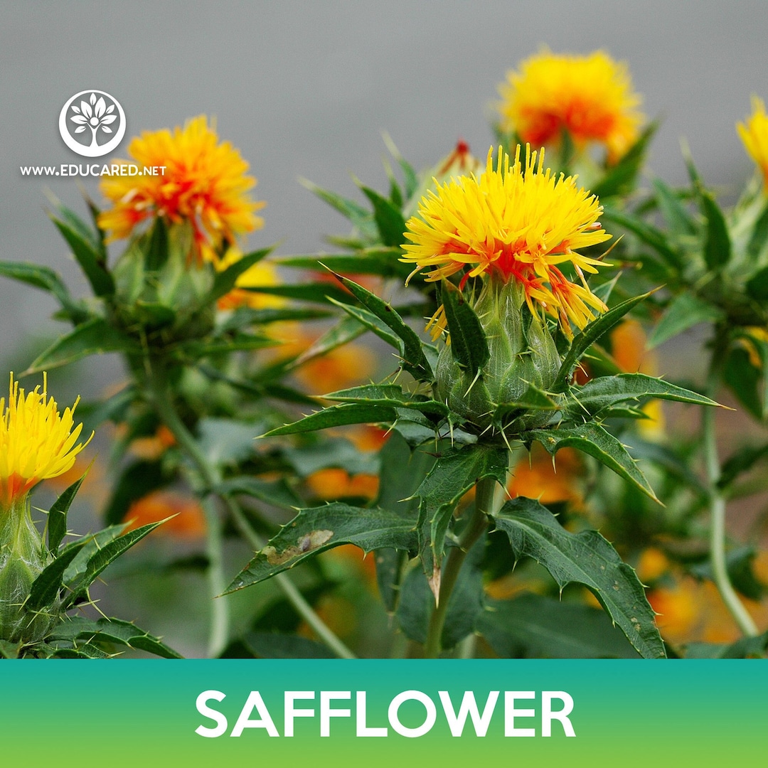 Safflower Seeds, Zanzibar, Carthamus Tinctorius - Etsy