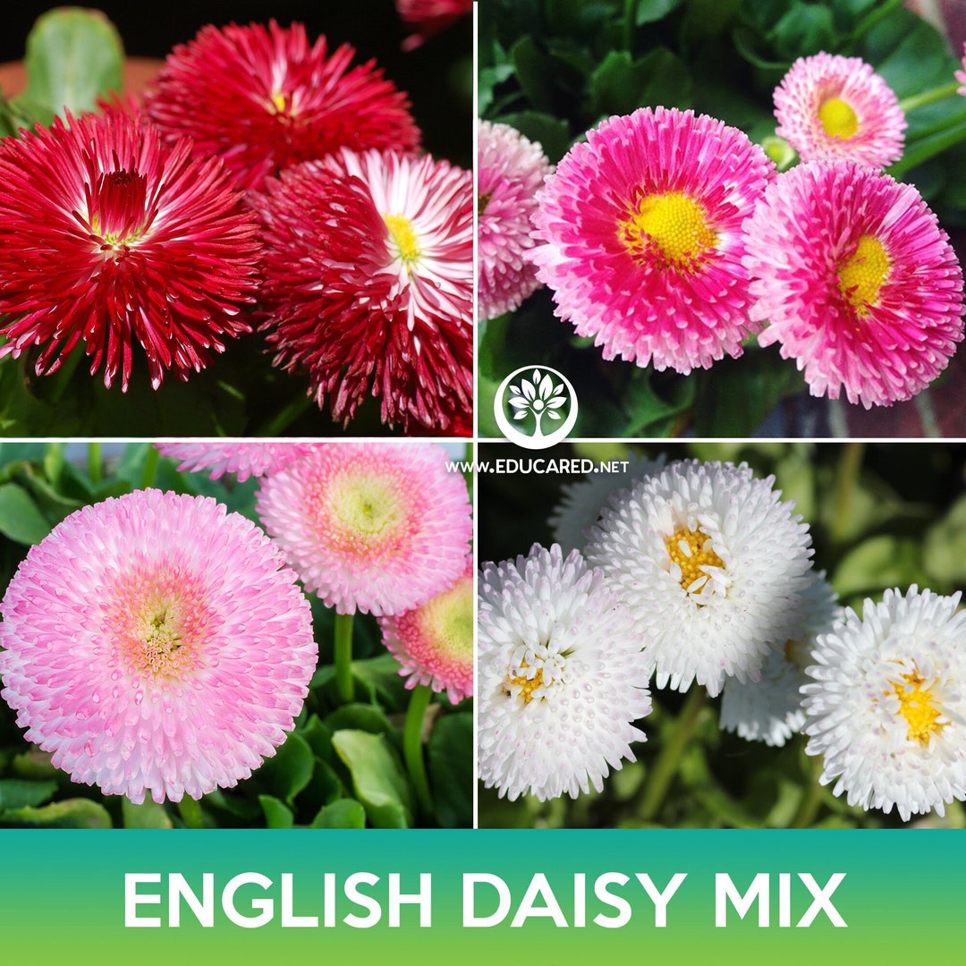 English Daisy Mix Seeds, Bellis Perennis Super Enorma - Etsy