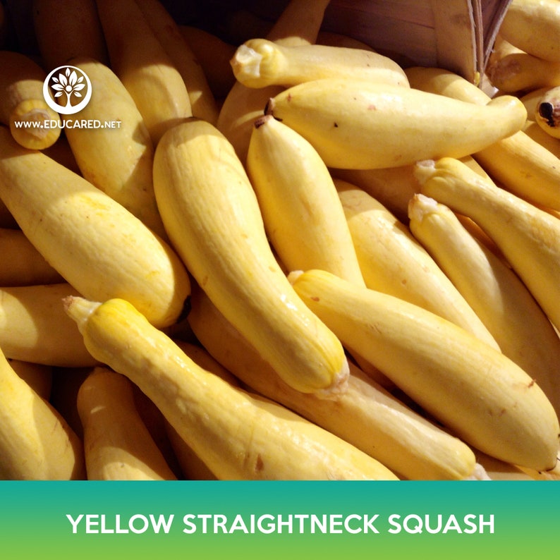 Yellow Straightneck Squash Seeds - Etsy