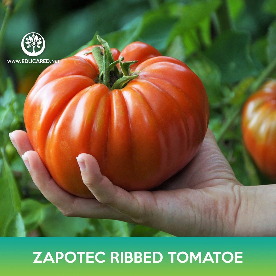 Zapotec Oaxacan Ribbed Tomato Seeds - Etsy