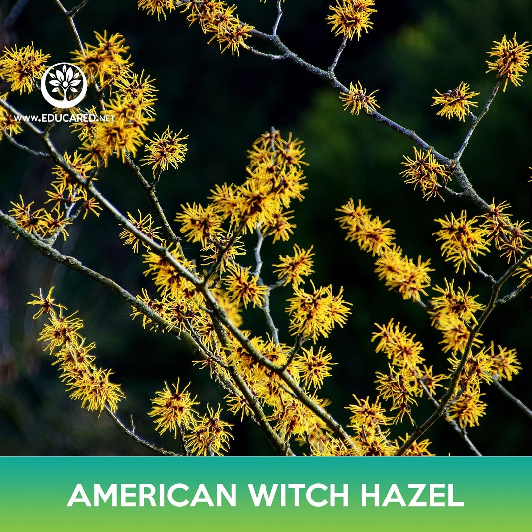 American Witch Hazel Tree Seeds, Fragrant Yellow Bloom Tree - Etsy