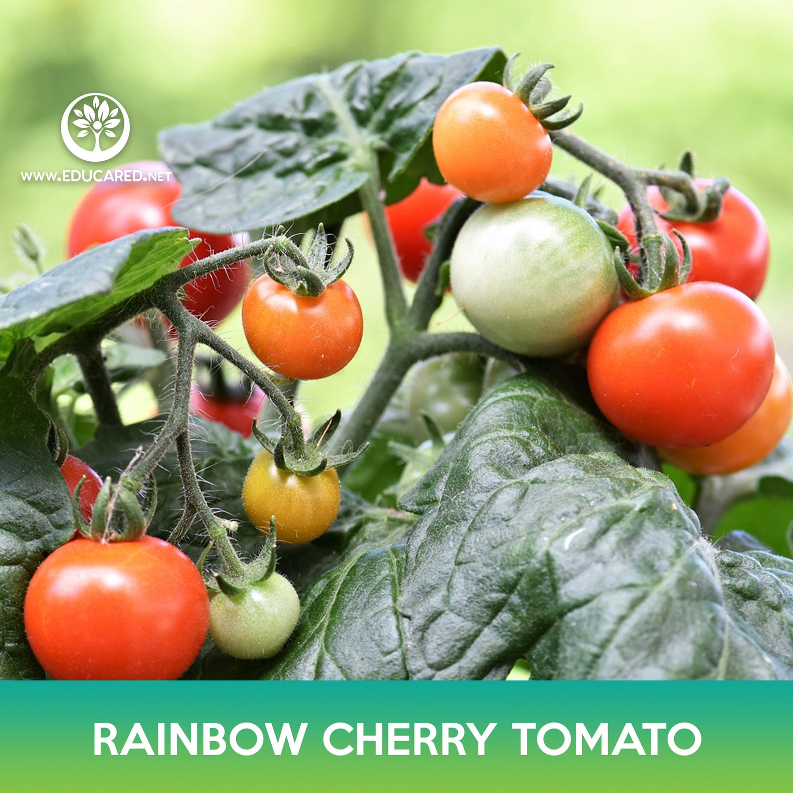 Rainbow Cherry Tomato Seeds - Etsy
