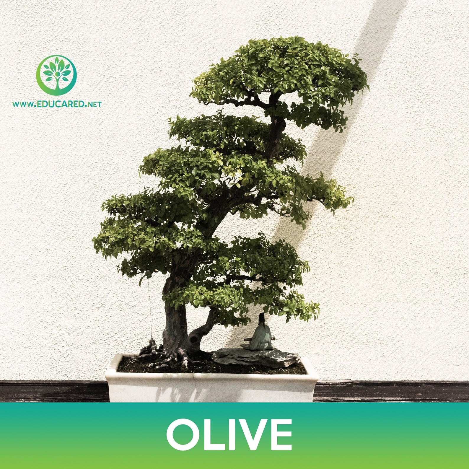 Olive Tree Seeds - Etsy