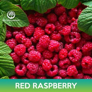 Red Raspberry Seed - Etsy