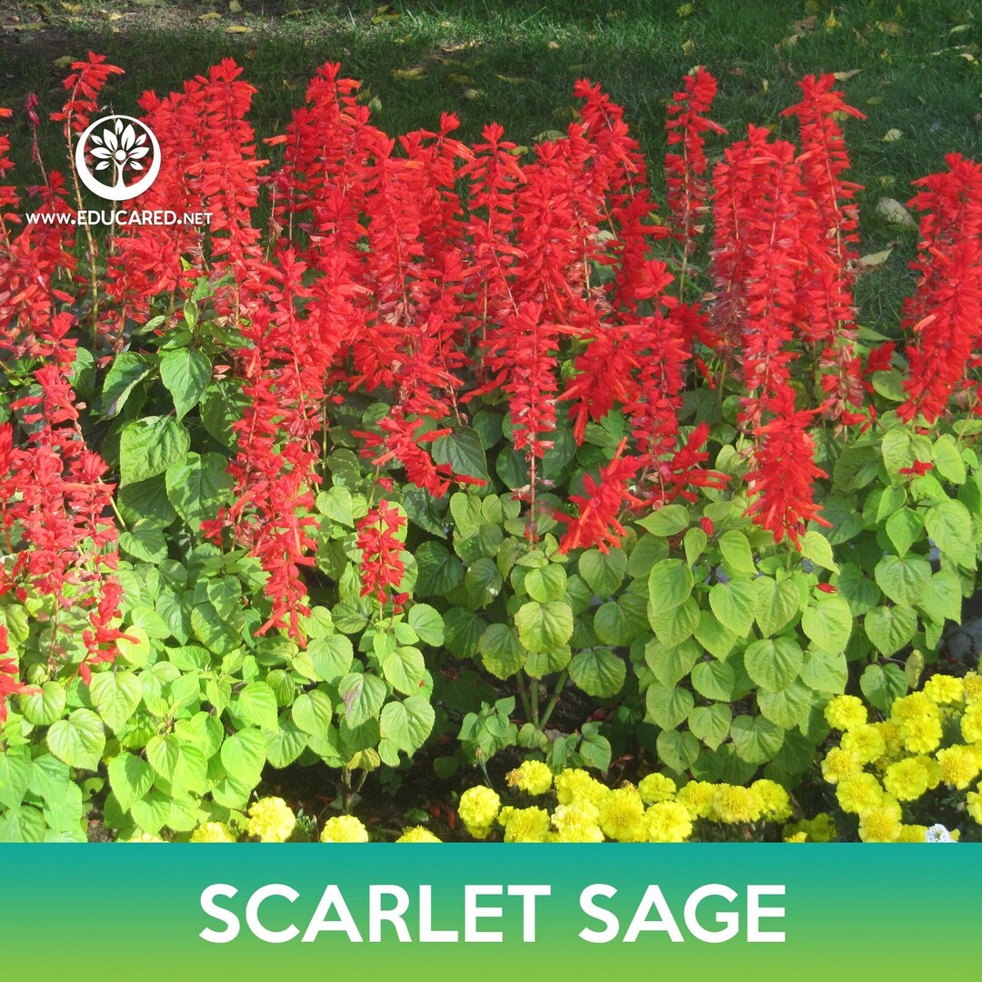 Scarlet Sage Seeds, Blood Sage, Salvia Coccinea - Etsy