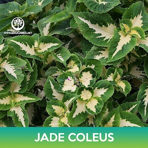 Jade Coleus Seeds - Etsy