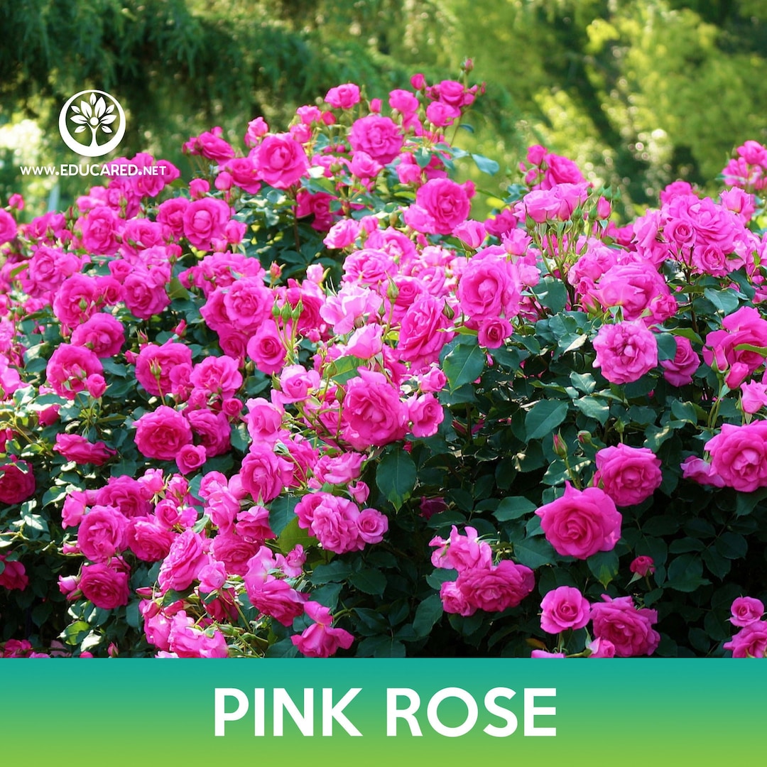 Pink Rose Seeds - Etsy