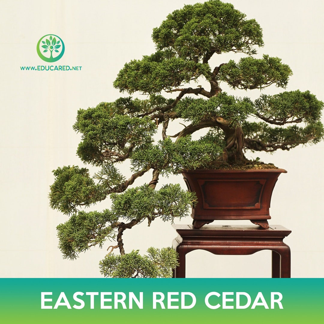 Eastern Red Cedar Tree Seeds - Etsy