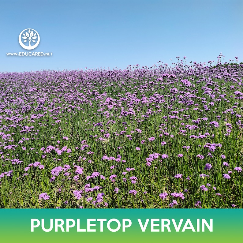 Purpletop Vervain Seeds, Brazilian Vervain - Etsy