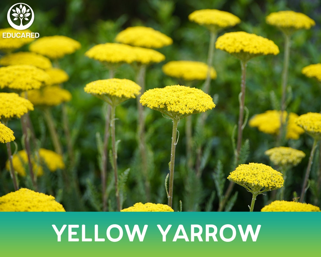 Yellow Yarrow Seed Gold Yarrow Achillea Filipendulina - Etsy